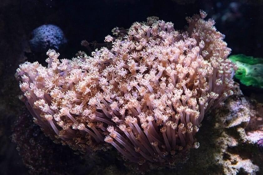 Types of Corals| Efforts to Protect Coral| DMM KARIYUSHI AQUARIUM