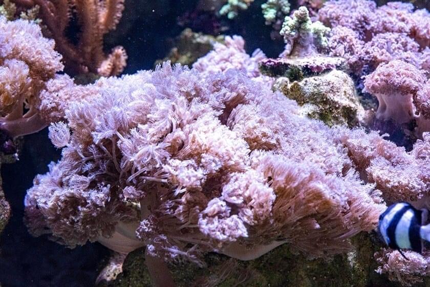 Types of Corals| Efforts to Protect Coral| DMM KARIYUSHI AQUARIUM